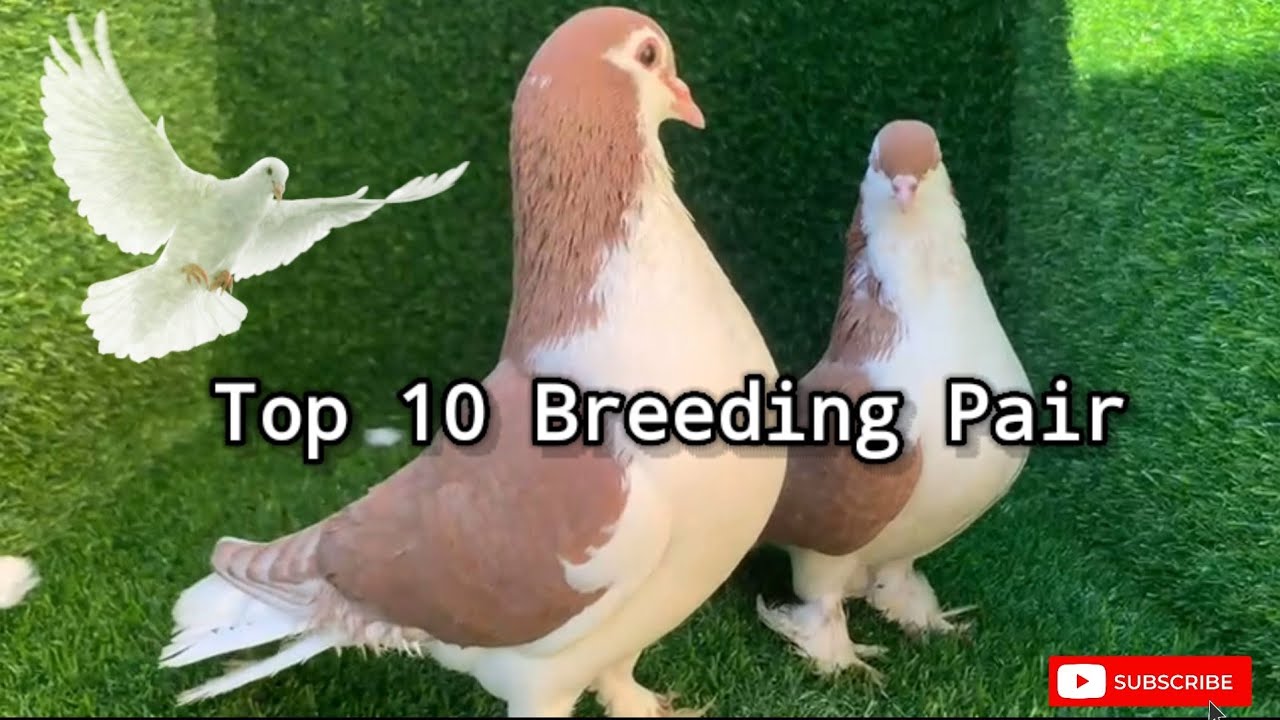 To 10 pigeon breeding pair/ Best Pigeon Pair Colloction / Kabootar Ki ...