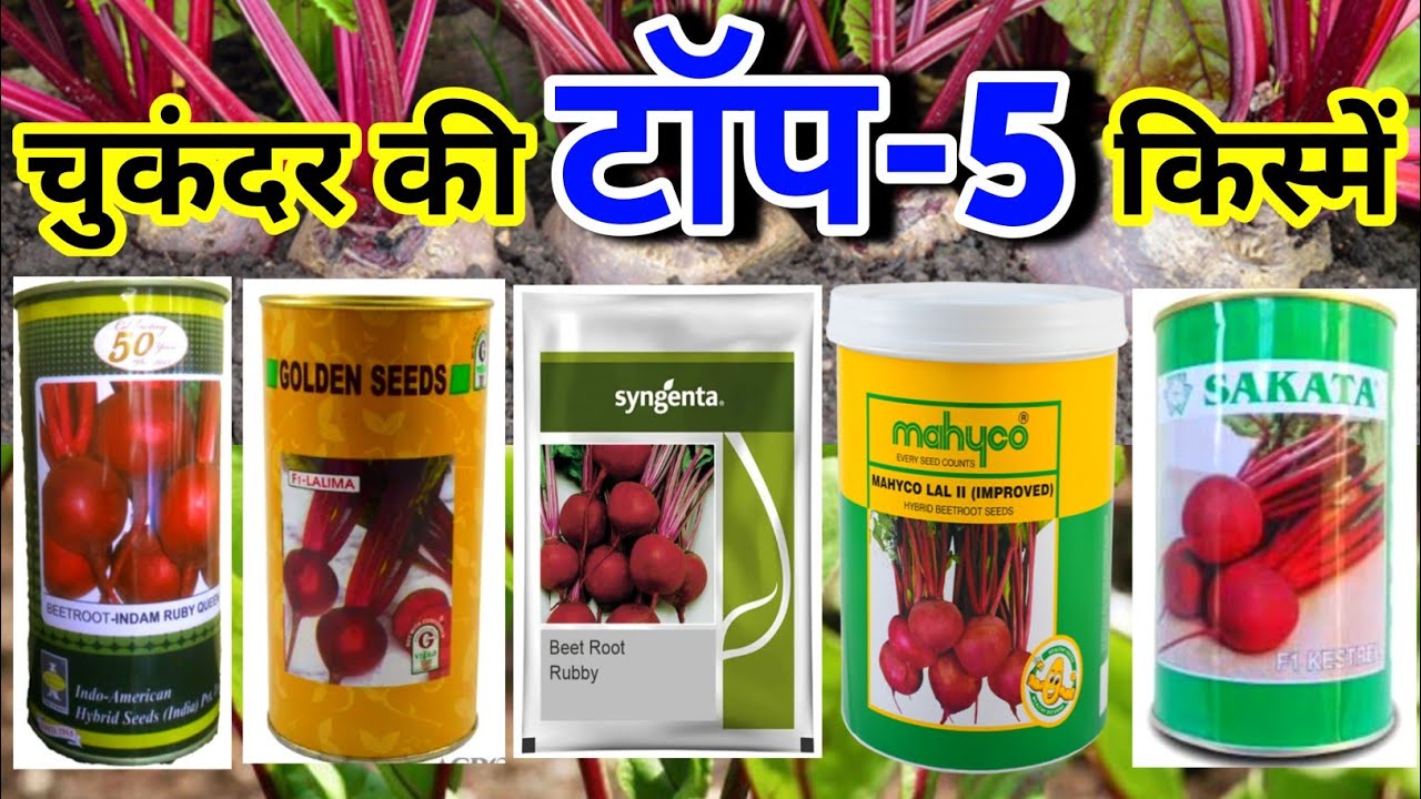 चुकंदर की Top - 5 किस्में | Chukandar ki kheti | chukandar ki kheti ...