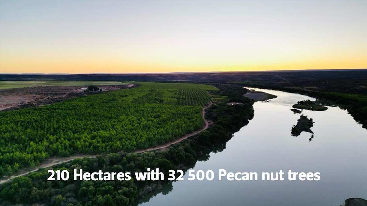 iGROUP Pecan farm Prieska 2023 - YouTube