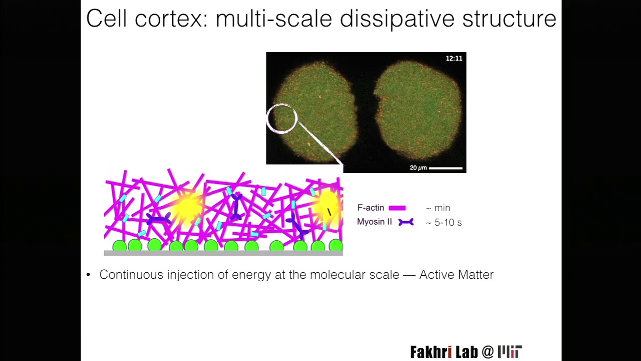 Jan 30: Nikta Fakhri - YouTube