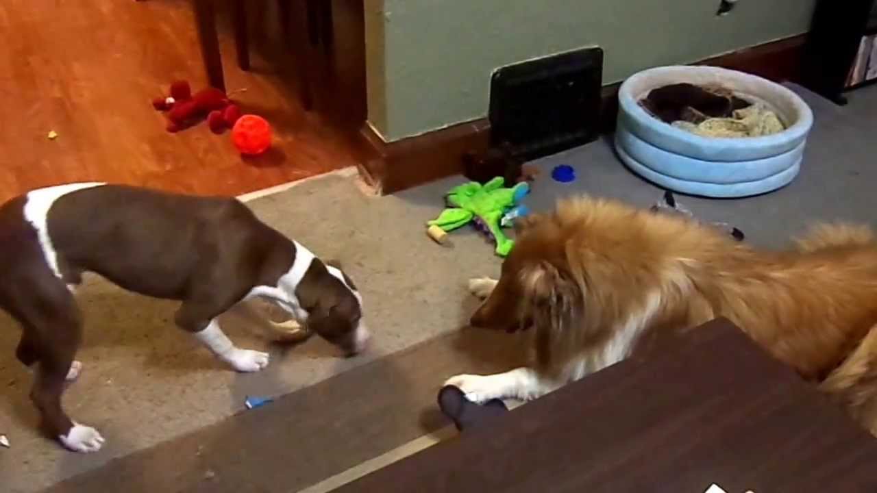 Pitbull and Collie fight. - YouTube
