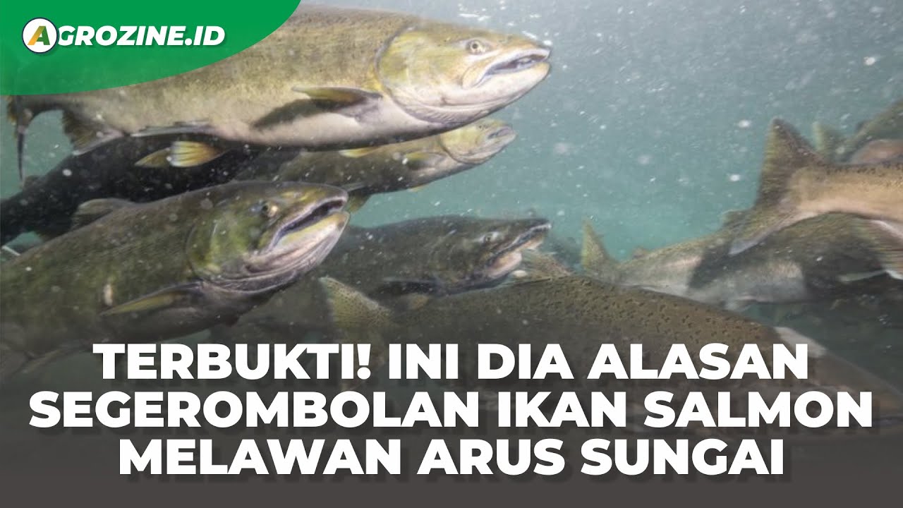 IKAN SALMON RELA BERPUASA DAN MELAWAN ARUS TEMPUH PULUHAN KILOMETER DEMI MIGRASI JAUH DAN ...