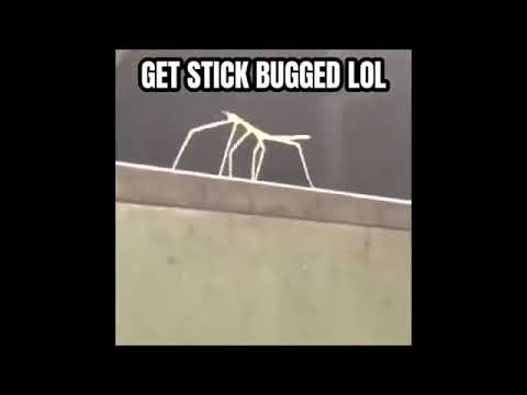 Get Stick Bugged LOL for 1 hour - YouTube