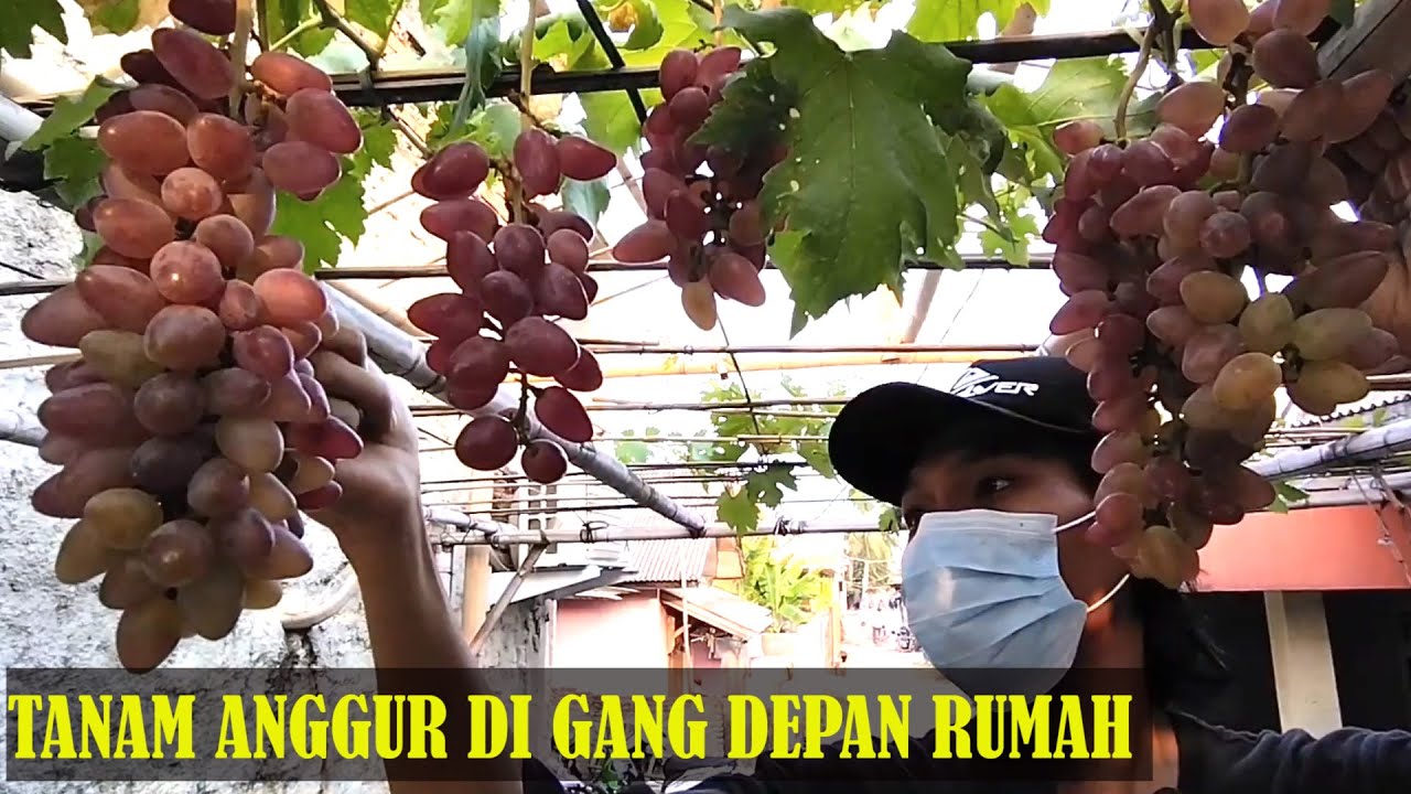 Ini Manfaat Tanam Anggur Di Depan Rumah Youtube