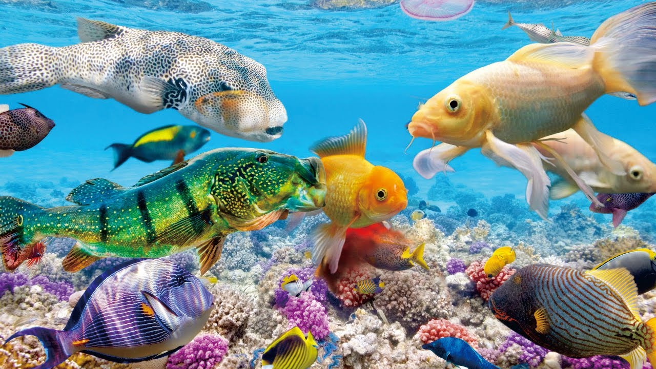 AMAZING COLLECTIONS OF FISH . ENJOY UNTIL THE END - YouTube