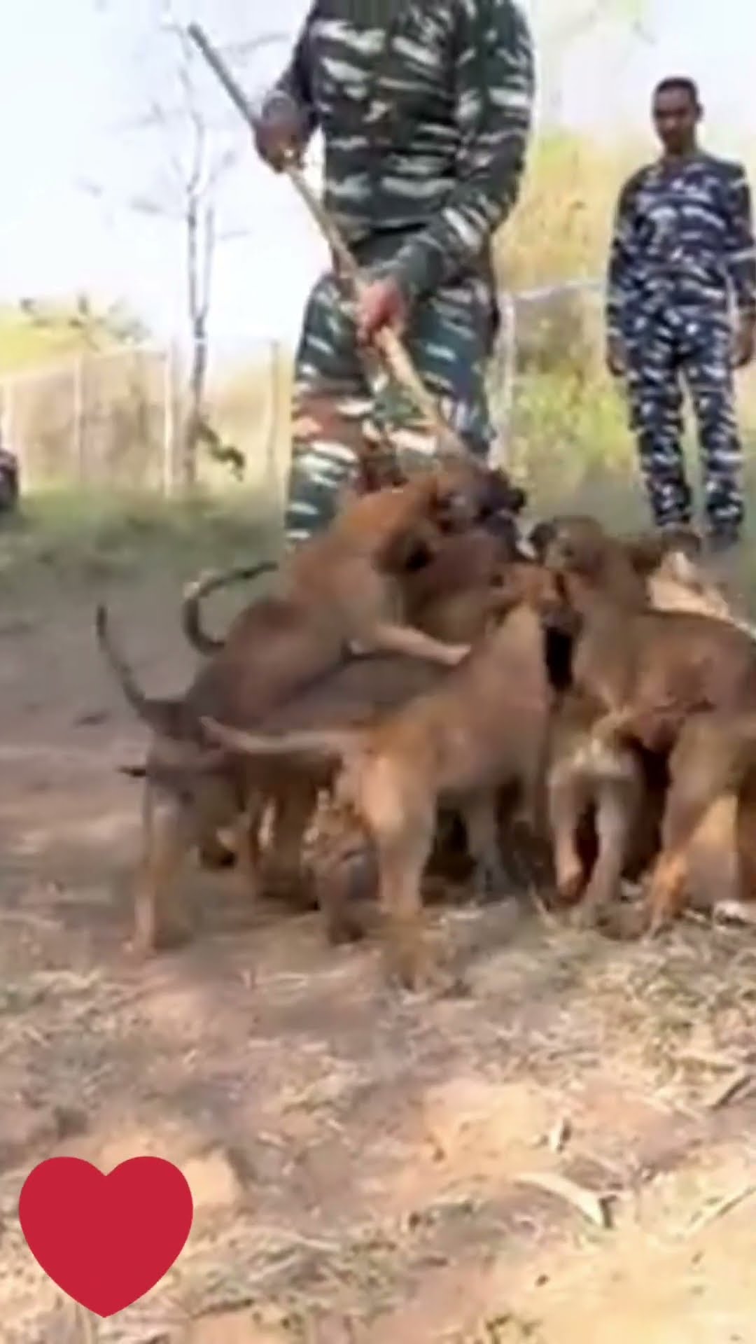 India dog comondo maa tujhe Salaam #bollywood #song #hindi #music # ...