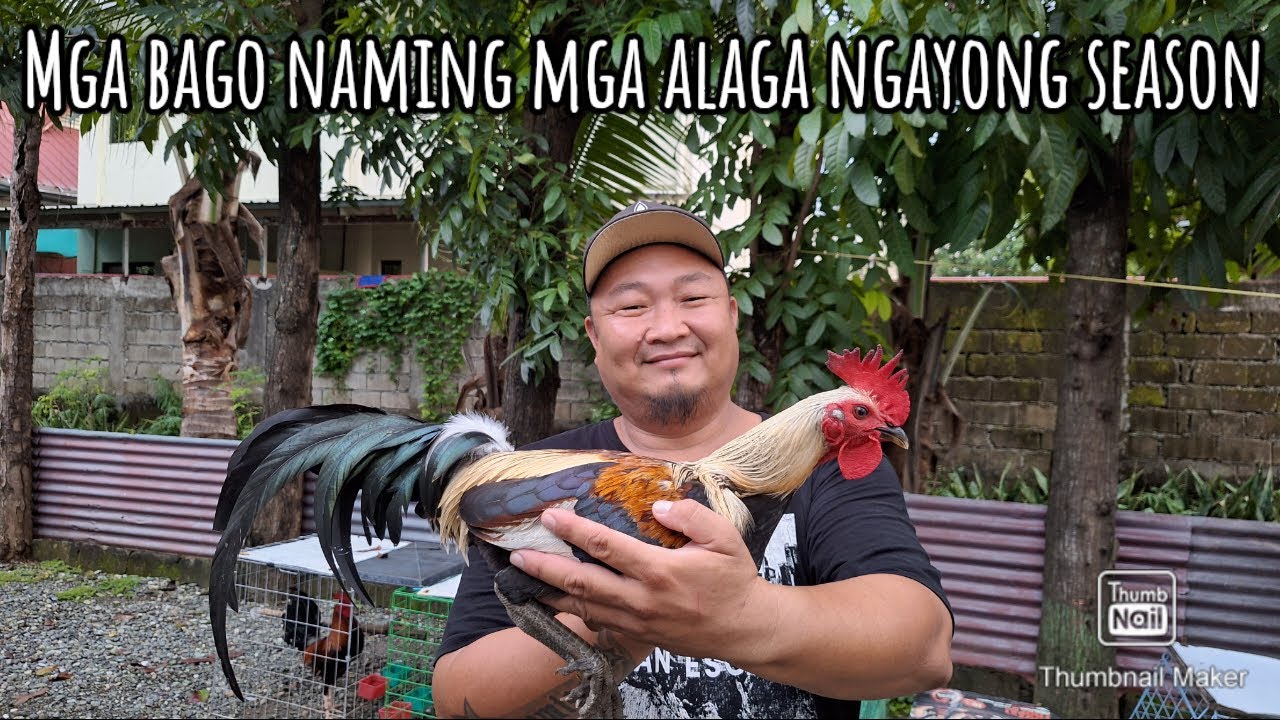 Agilahas Bulik, Escolin Grey, Mt. Banahaw Butcher, Mt. Banahaw Gull ...