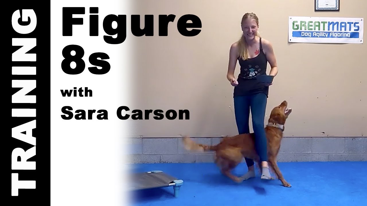 How To Teach Figure 8 Dog Tricks with @Thesupercollies Sara Carson - YouTube