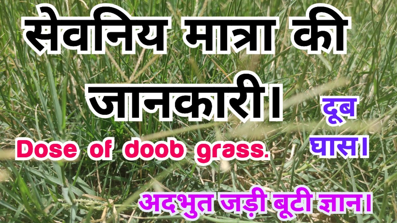 Dub ghas ko kitni Matra mein khayen. दूब घास के रस की खुराक। दूब के ...