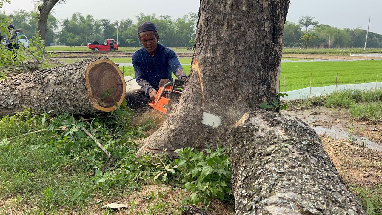 Cut down 2 old trees on the rice field ‼️ - YouTube