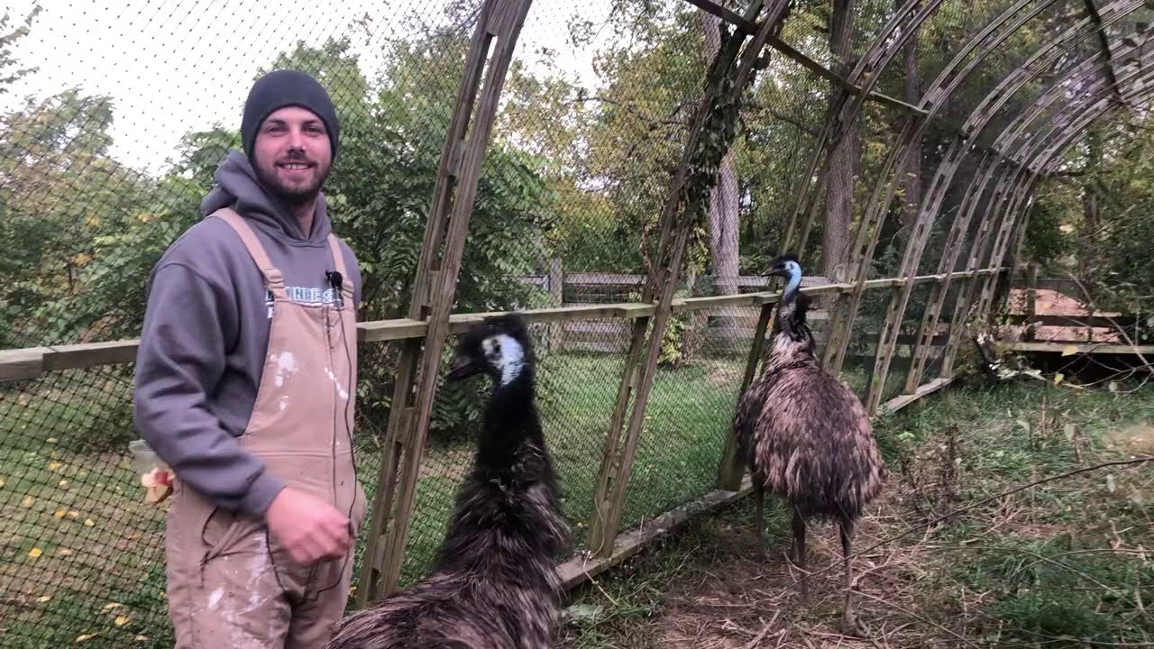 The new addition to Myshire Farm!!!!!! Emus on the homestead - YouTube
