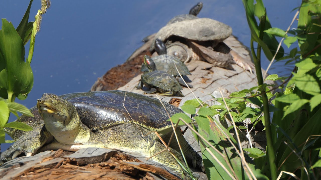 Snapping, Softshell, and Slider Turtles bask on a log (feat. Turtle ...