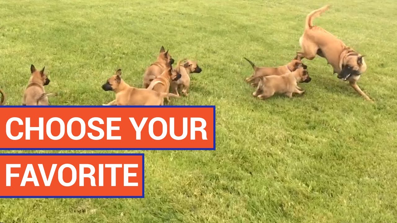 French Bulldog Kisses VS Puppy Family | Vote - YouTube