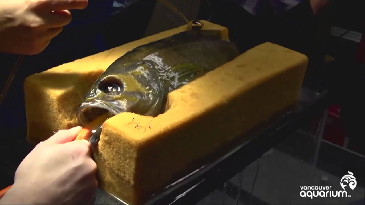 Fish Gets Cosmetic Surgery To Stop Other Fish From Bullying It - YouTube