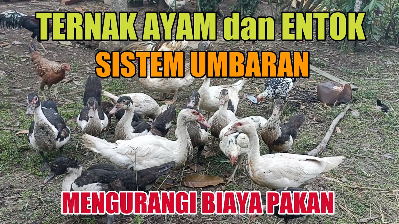 Ternak Ayam Bangkok Dan Entok Sistem Umbaran Youtube