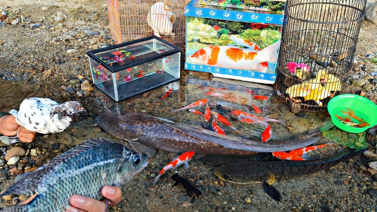 Find large ornamental fish, koi fish, catfish, betta fish, snakehead ...