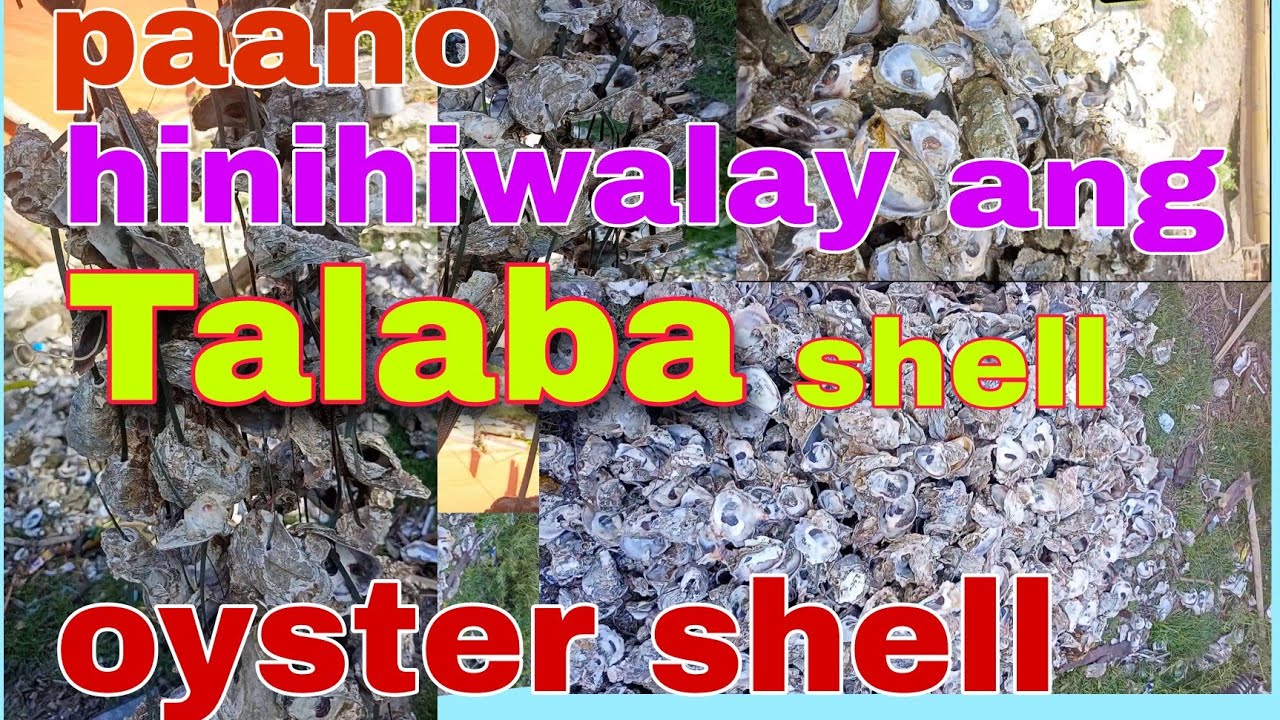 Talaba shell - YouTube