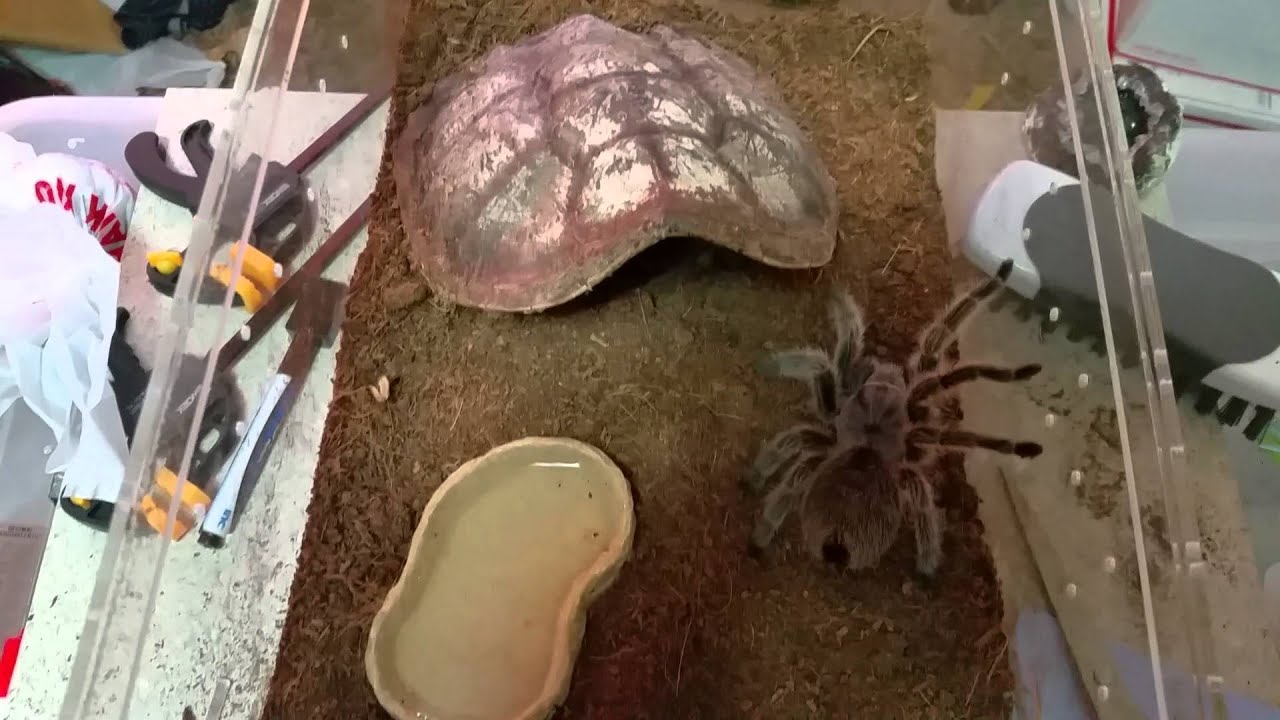 DIY Acrylic Tarantula Enclosure - YouTube