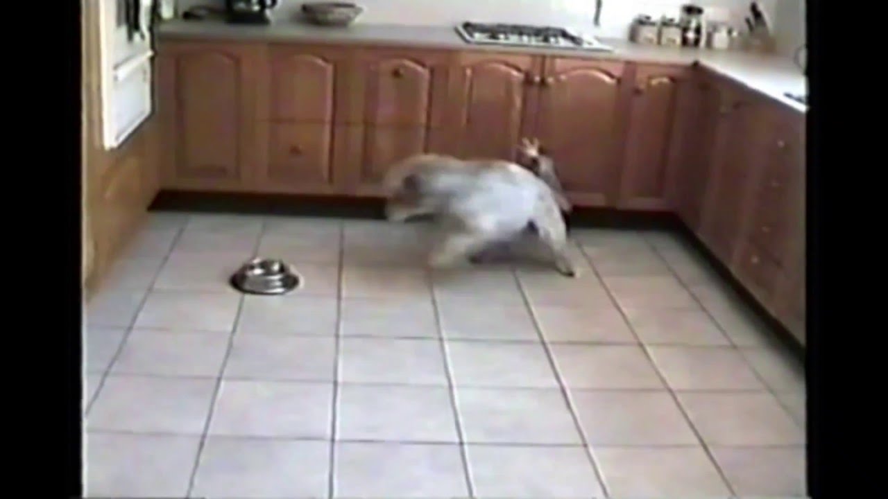 Fluffy dog kicking a metal food bowl around - YouTube