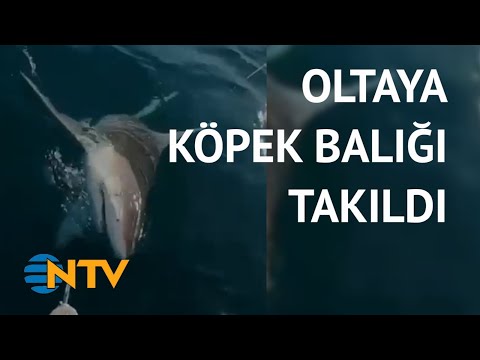 @NTV Antalyalı balıkçıların köpek balığı şaşkınlığı: Bize saldırmasın