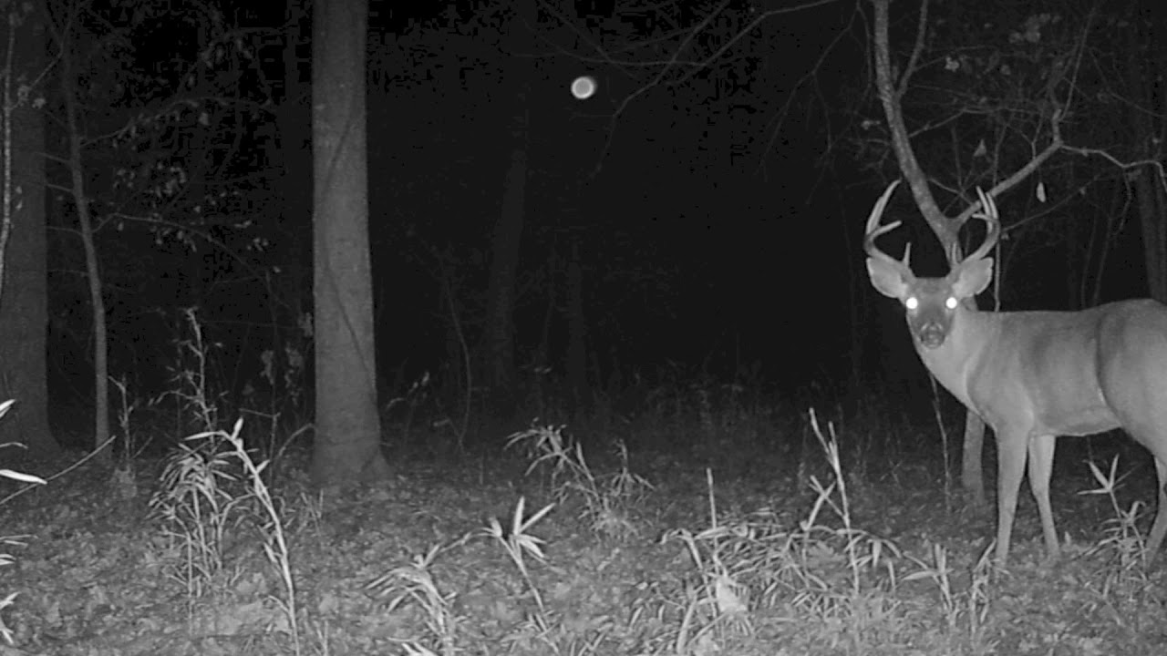 Strange Orbs Caught On Trail Camera Youtube