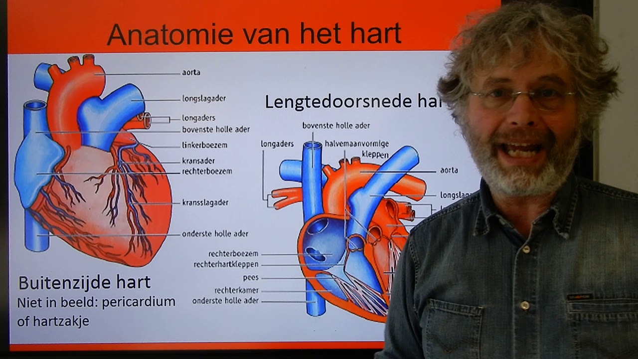 Biologie HV BB Bouw van het hart - YouTube