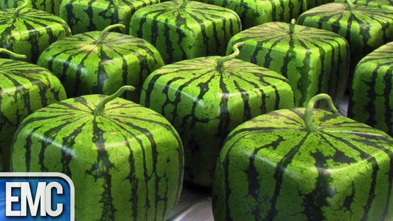 10 RAREST FOODS IN THE WORLD - YouTube