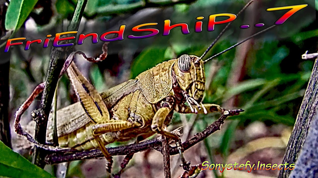 Friendship.. 7 (: Grasshopper Minuscule Insetti Insects Cavalletta ...