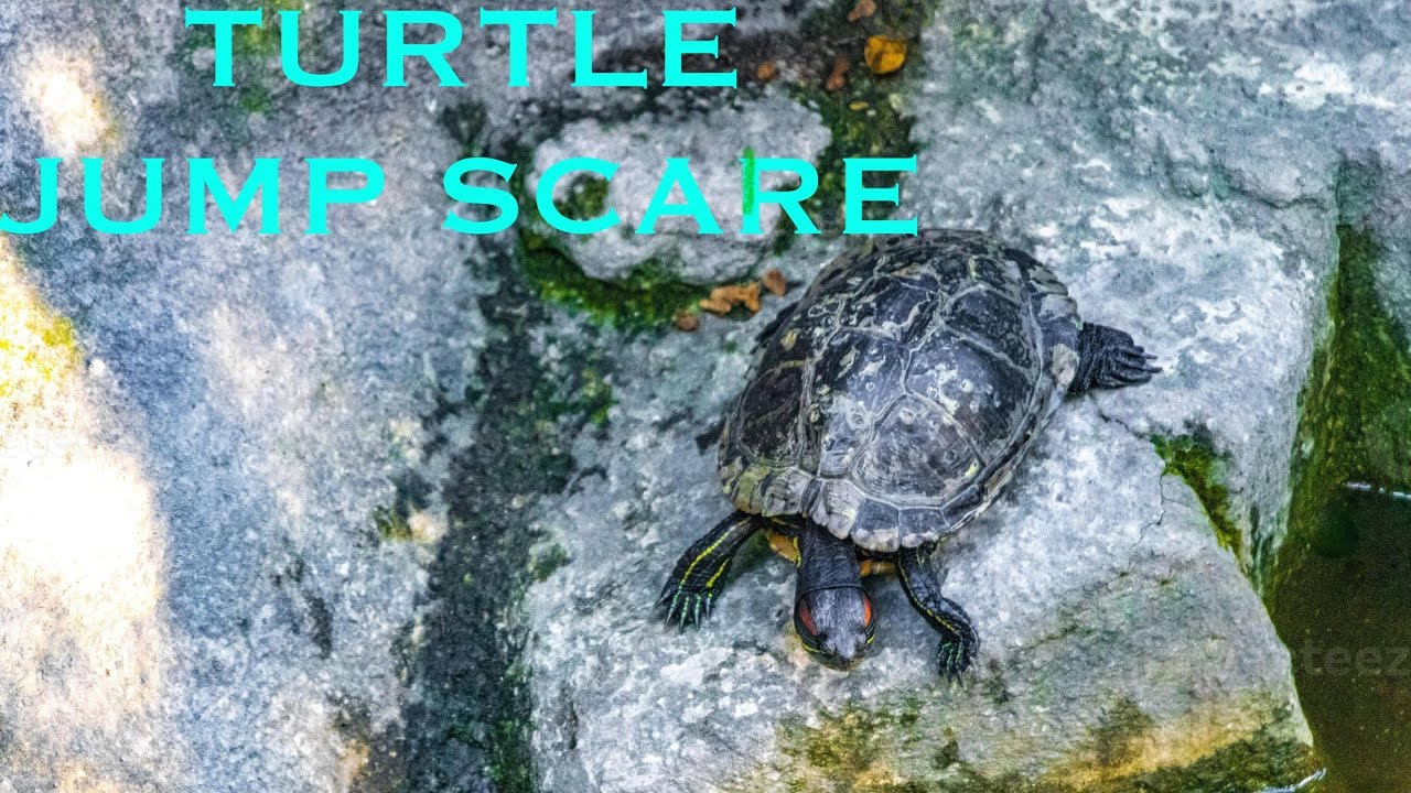 Turtle Jump Scare - YouTube