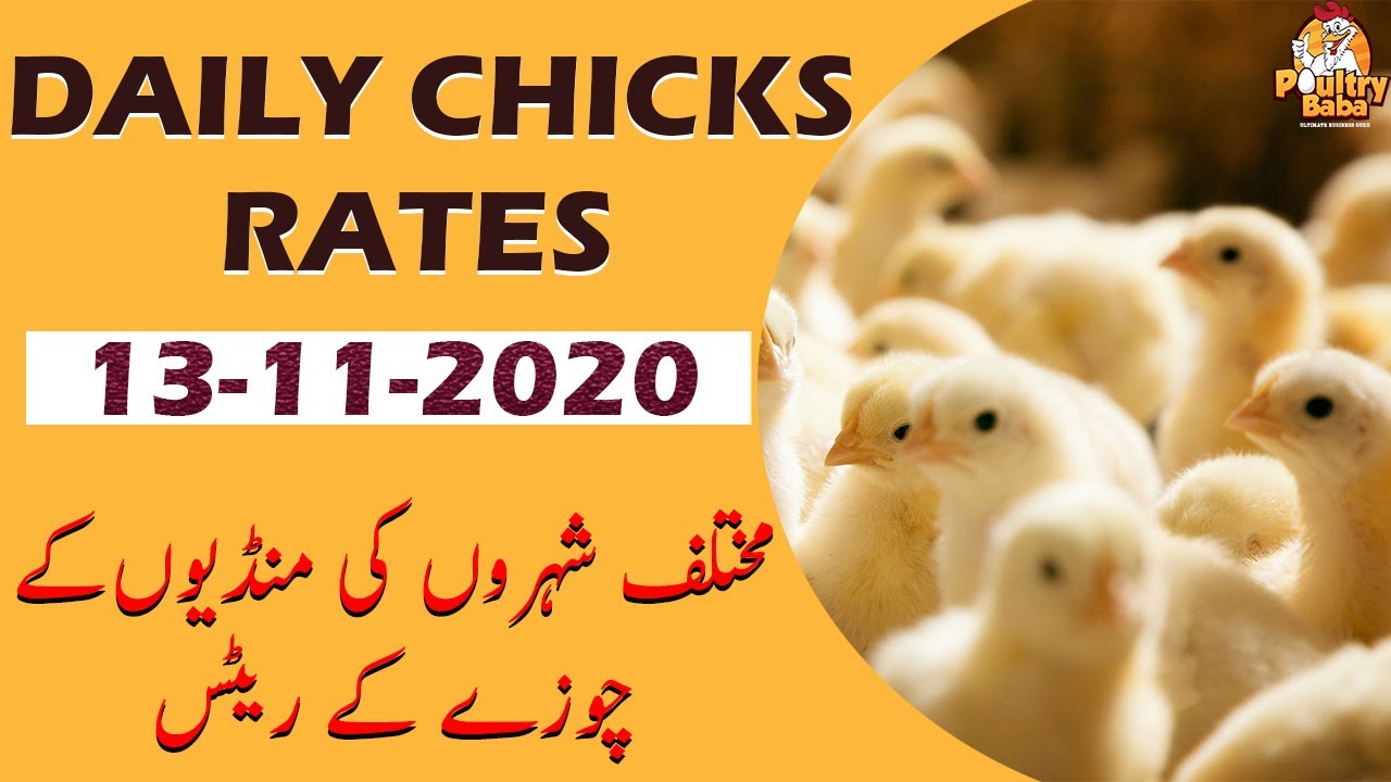 Day old chick rate 13 November 2020 poultry rates Chick prices in ...