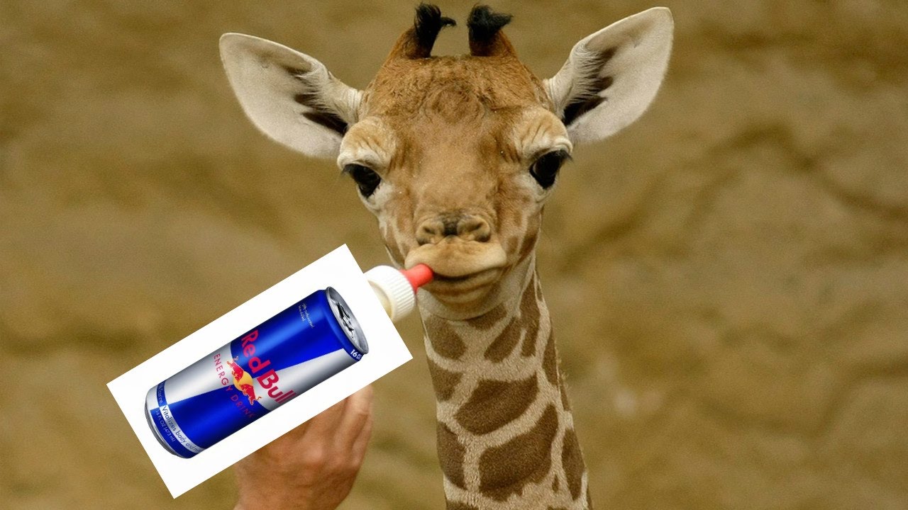 GIRAFFE DRINKING RED BULL WTF !!!! - YouTube