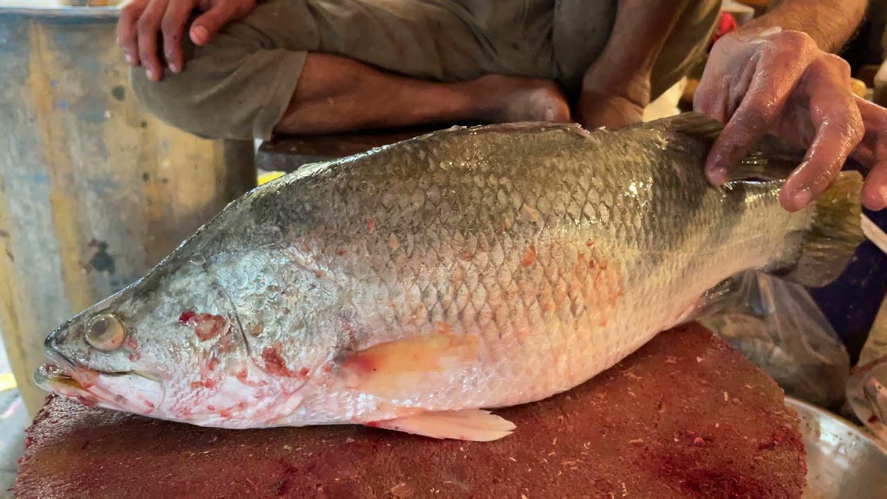 Big Vetki Fish Cutting By Sharp Knife; Expert Butcher Fish Cutting ...
