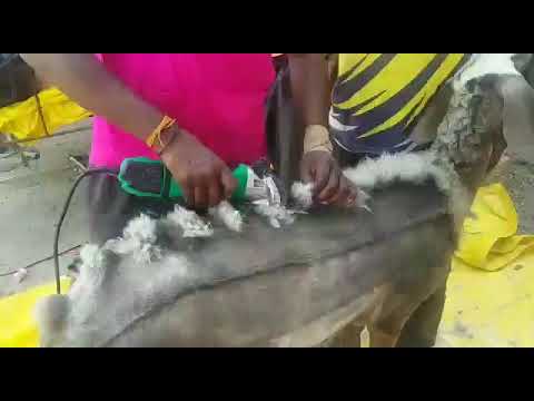 Quality Sheep Hair Cutting Machines - YouTube