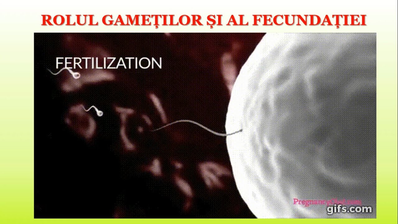Rolul gameților și al fecundației în transmiterea materialului genetic ...