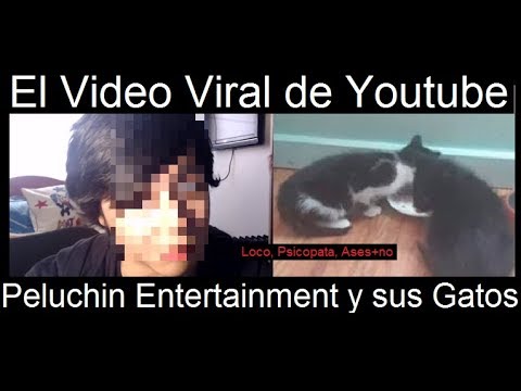 El Video Viral de Youtube Peluchin Entertainment y sus Gatos - YouTube