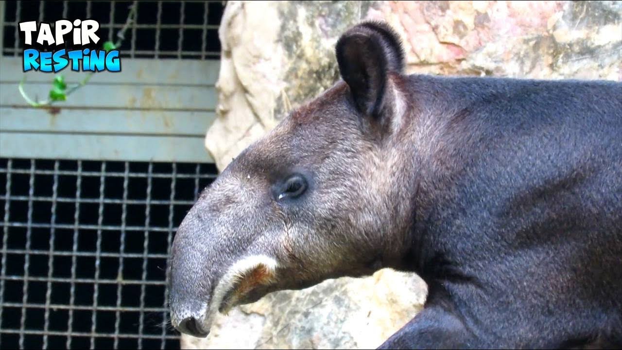 Cute Tapir Resting - YouTube