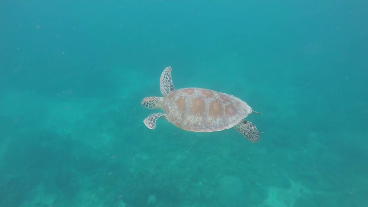 Turtles Expedition - YouTube