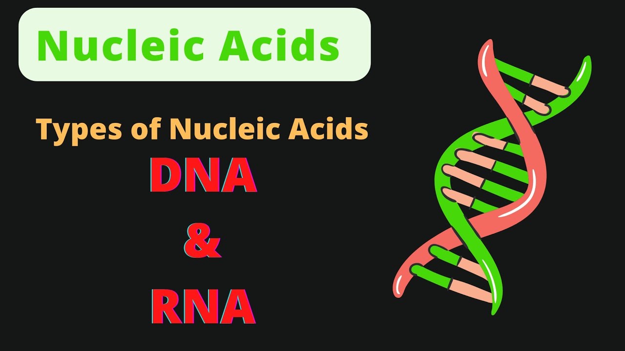 Nucleic Acid|Types of Nucleic Acid #biology2minutes #typesofnucleicacid ...