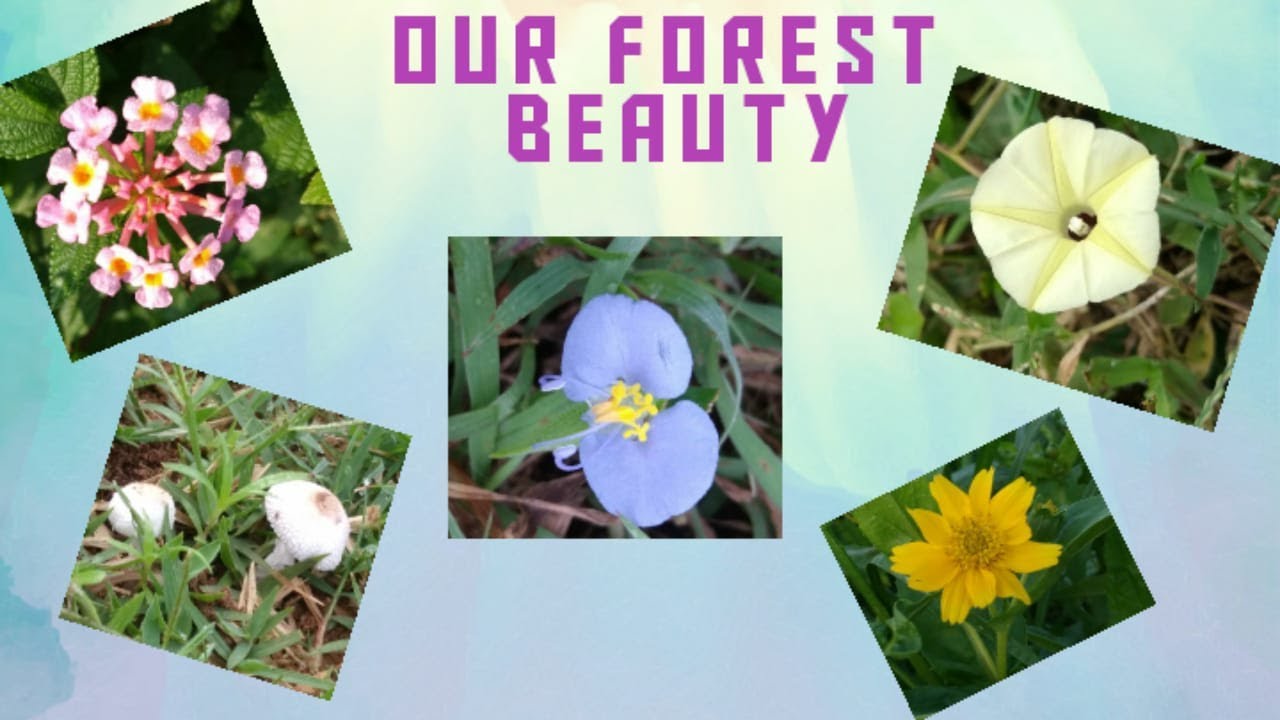 Our Forest Beauty| Beautiful Flowers with names|Forest Flowers - YouTube