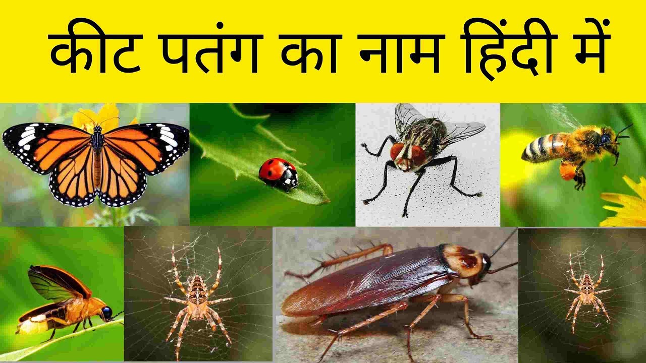 All Insects names. All Insects name Hindi.कीट पतंग का नाम हिंदी में ...