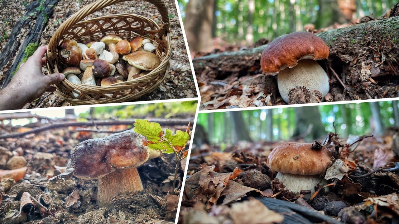 HUBY HRÍBY 2023 - ani som nečakal že nájdem také pekné kúsky v takom ...