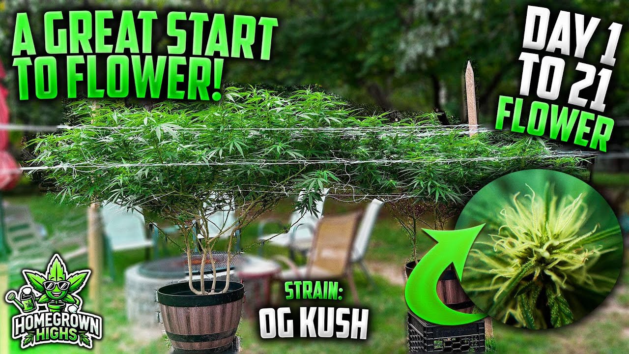 A Great Start to Flower for Our OG KUSH! | Day 1 to 21 of Flower - YouTube
