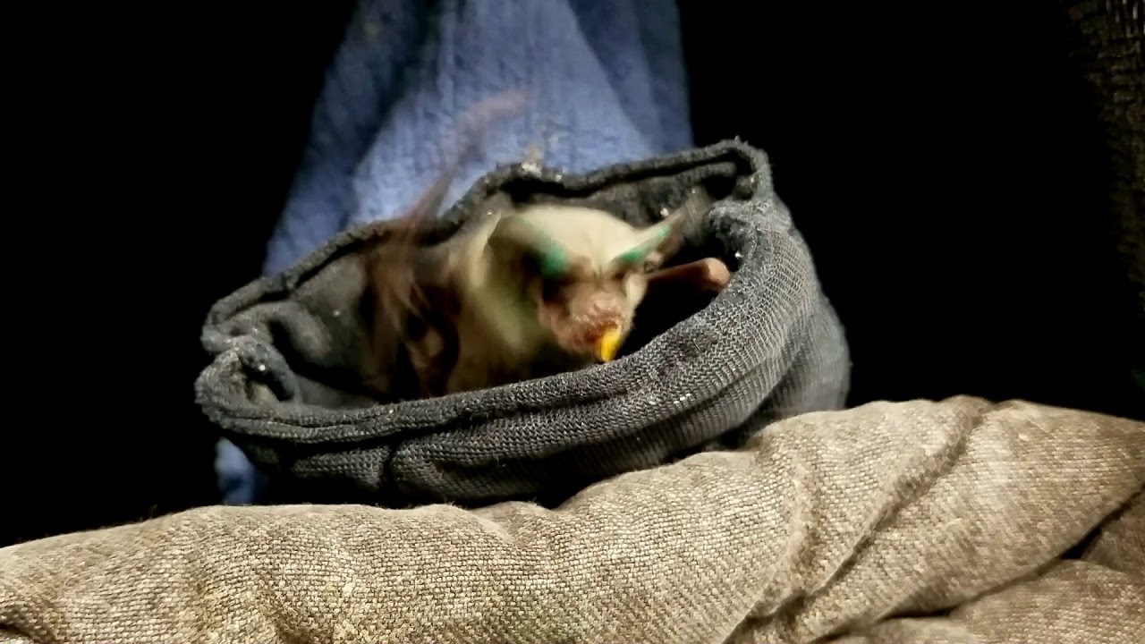 Benger the Avenger, Part II - YouTube