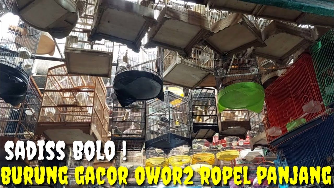 SADIS BOLO ! BARU KALI INI KETEMU BURUNG GACOR NGEROPEL PANJANG DALAM ...