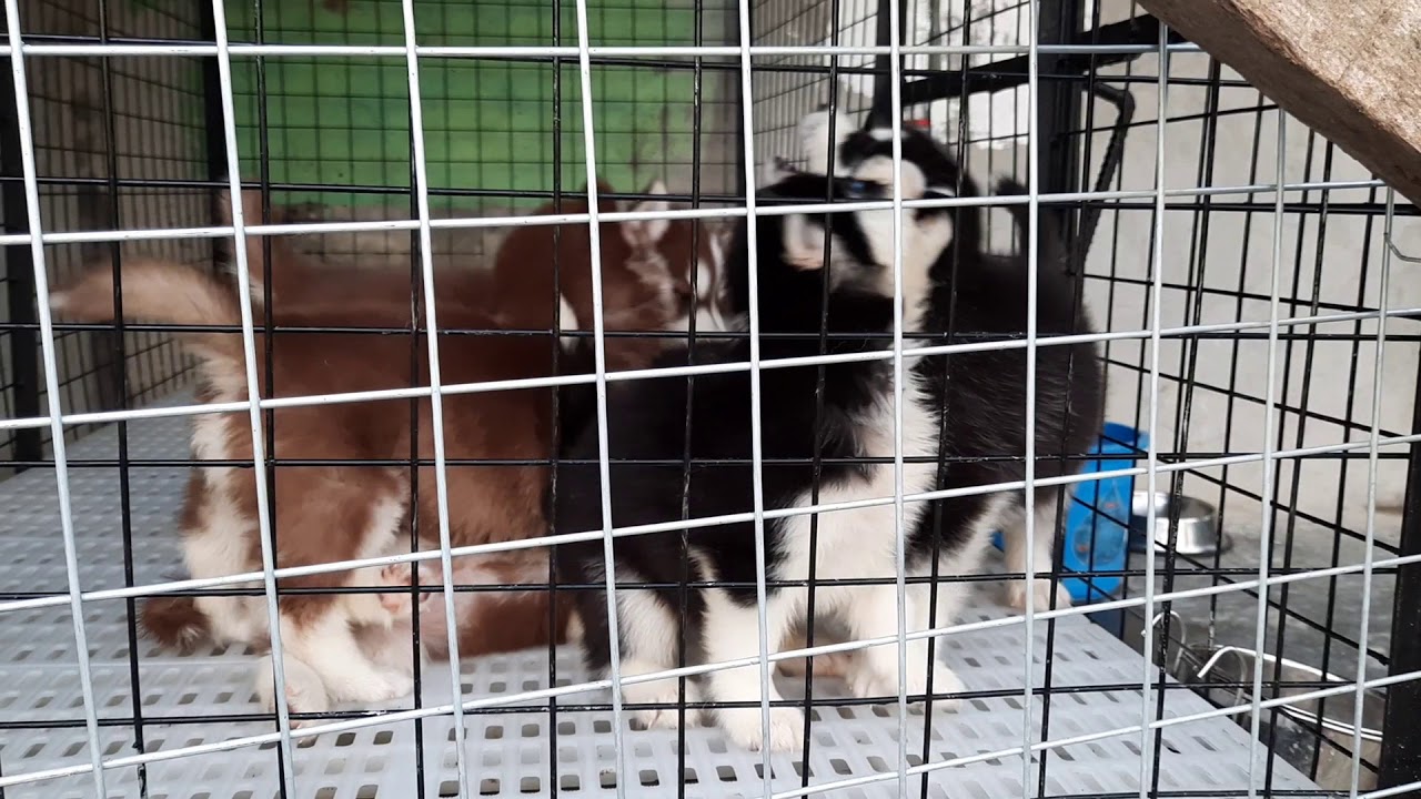 SIBERIAN HUSKY PUPPIES 1 MONTH OLD - YouTube