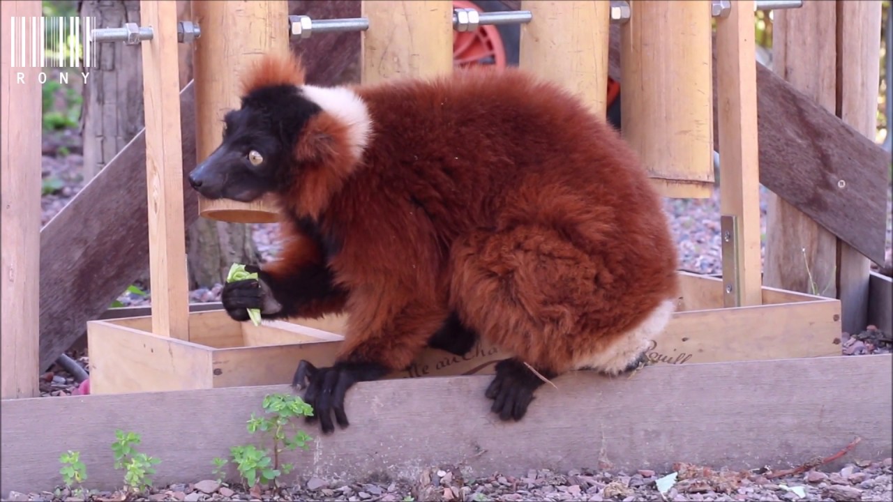 Partageons le repas d'un Maki Vari roux : Pairi Daiza #RonyTanuki - YouTube