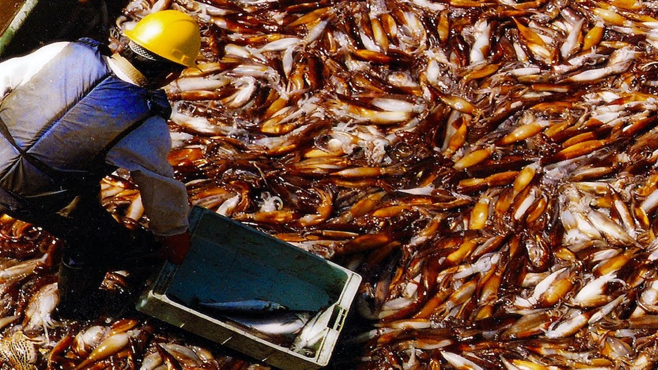 Amazing Automatic Giant Squid Fishing On the Modern Boat - Cutting And ...