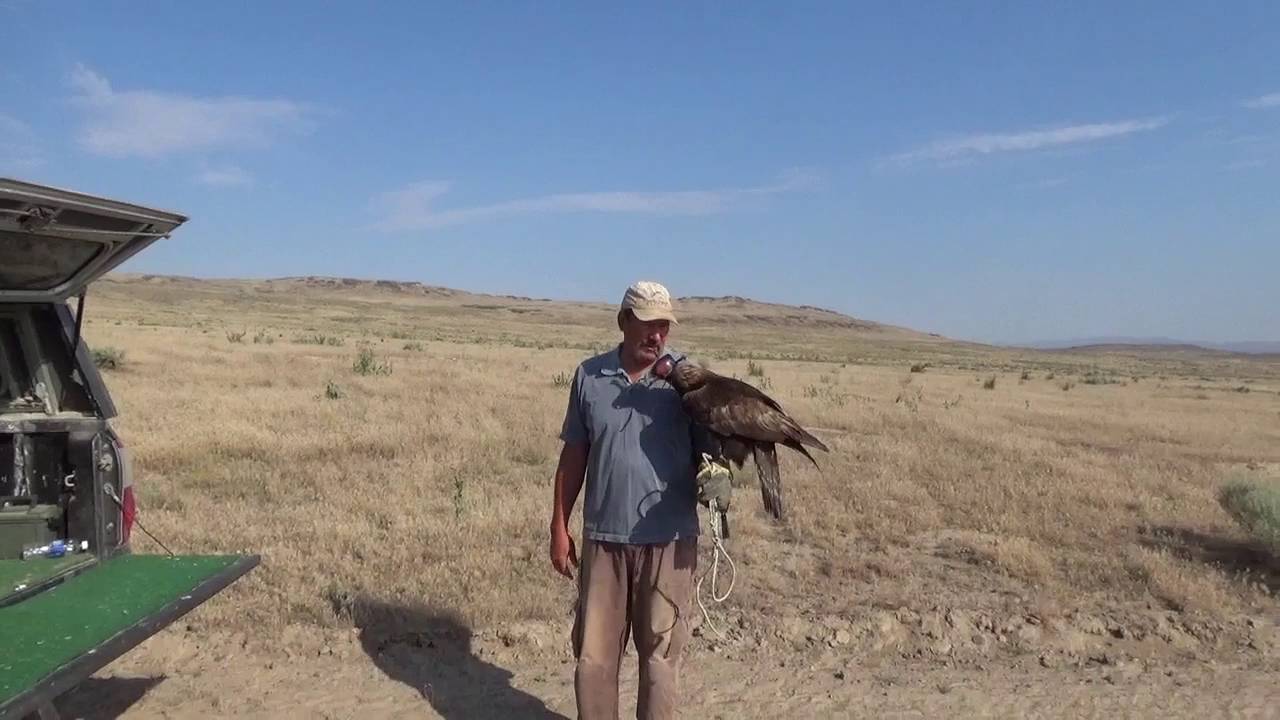 Golden Eagle Training with Master Falconers Joe & Cordi Atkinson - YouTube