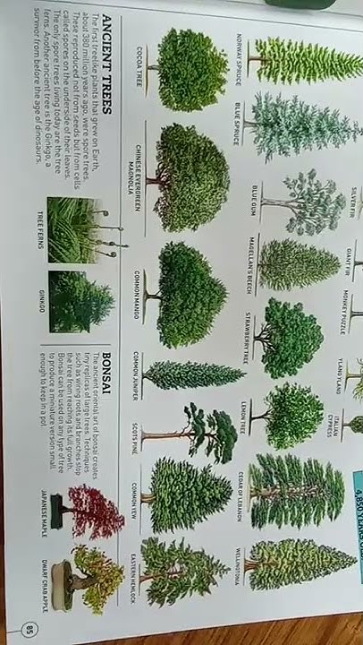 Evergreen and Deciduous tree - YouTube
