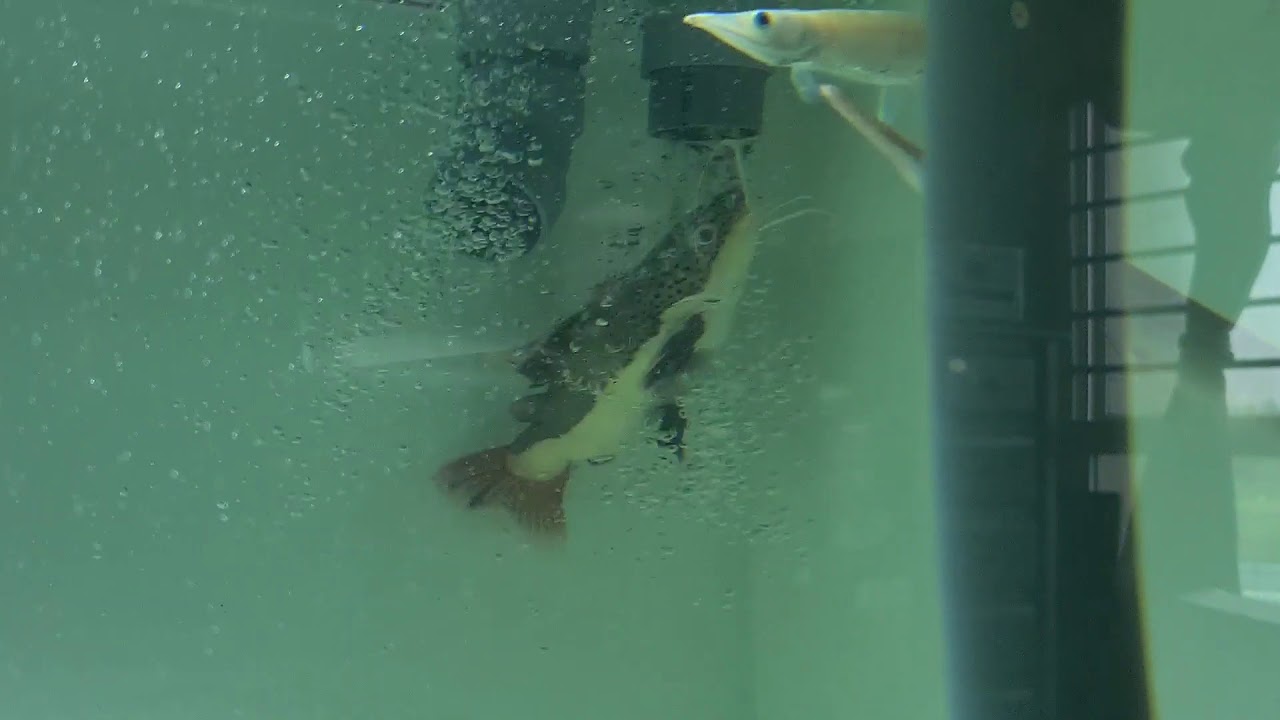 Featuring Super Short Body Red Tail Catfish RTC. The High Society ...